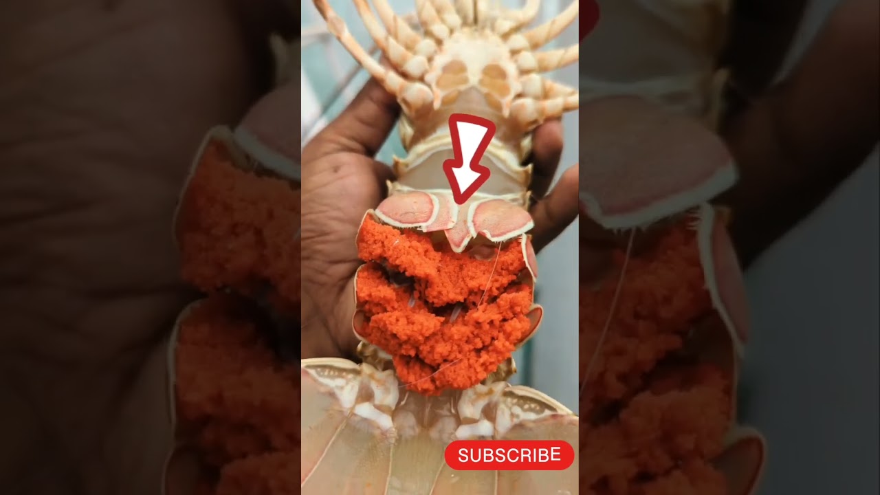 Lobster World: Exploring Lobsters, Recipes, and Coastal Life - Dining ...