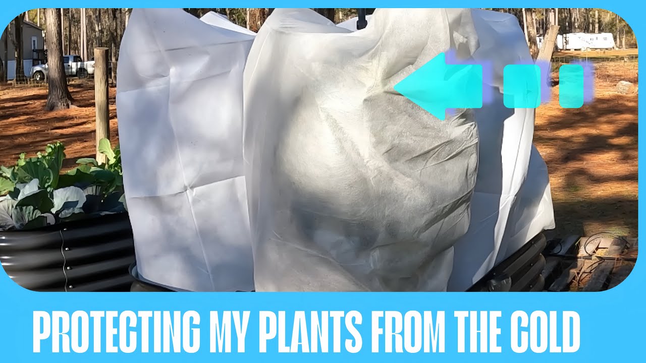How to Protect Your Plants from the Cold in 2025: Essential Tips ...