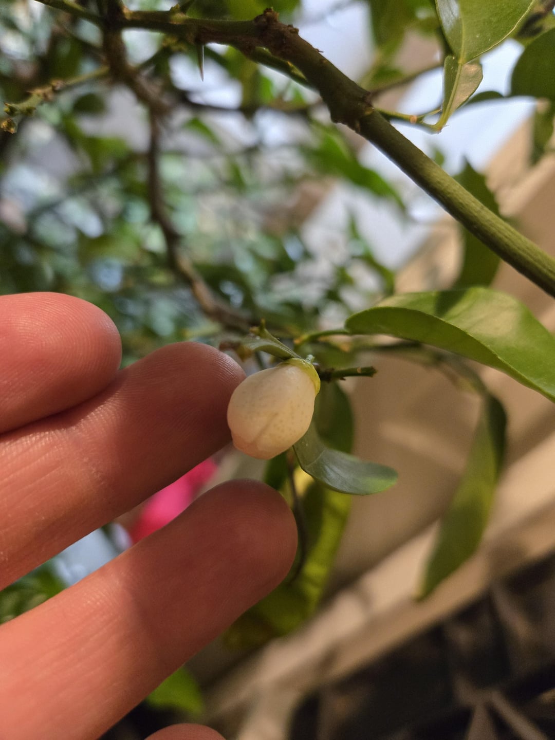 Grapefruit from seed update! The bud finally bloomed over the past 3 ...