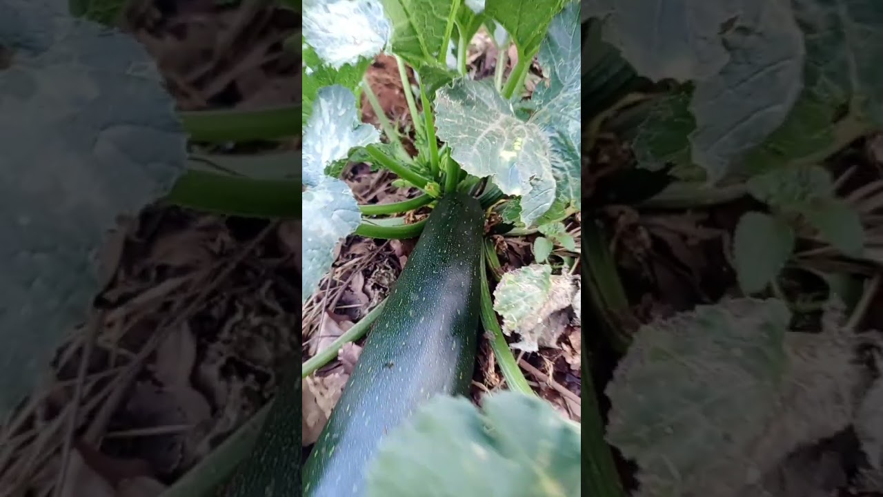 The longest zucchini in my vegetable garden - Dining and Cooking