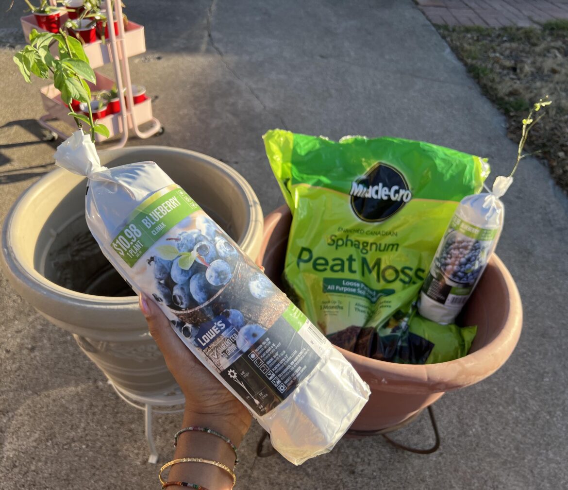 Blueberry Bush Soil Mix? - Dining and Cooking