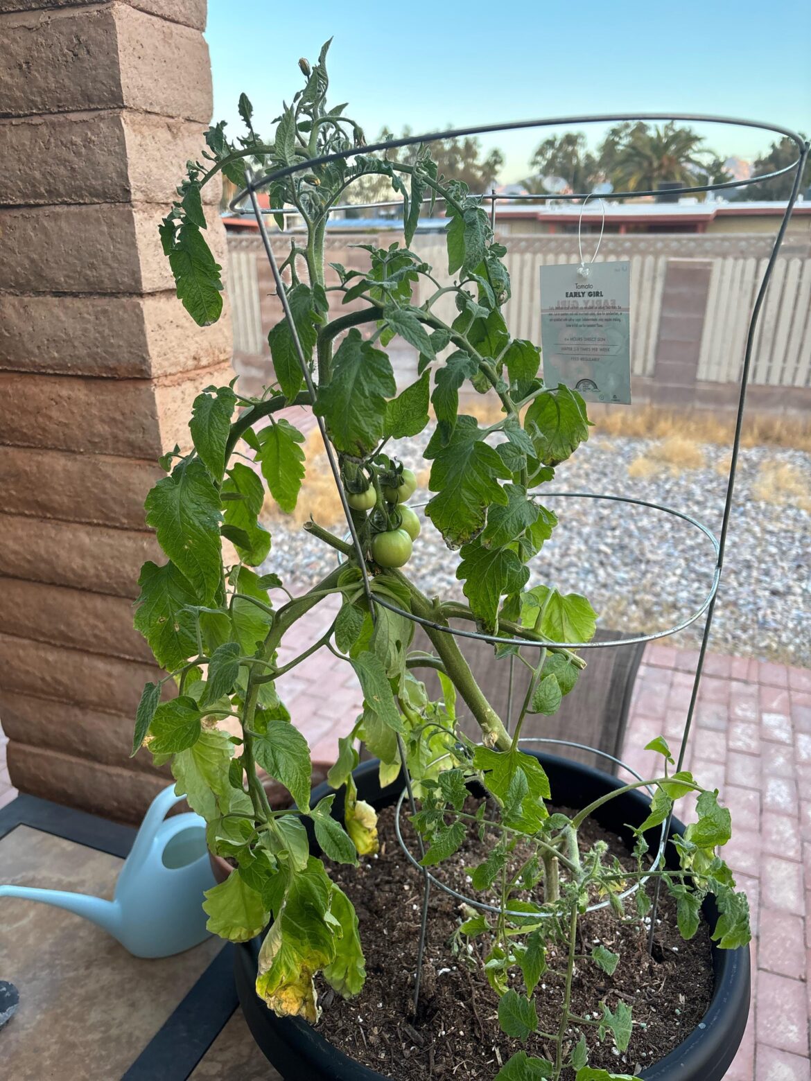 Why is my tomato plant droopy? - Dining and Cooking