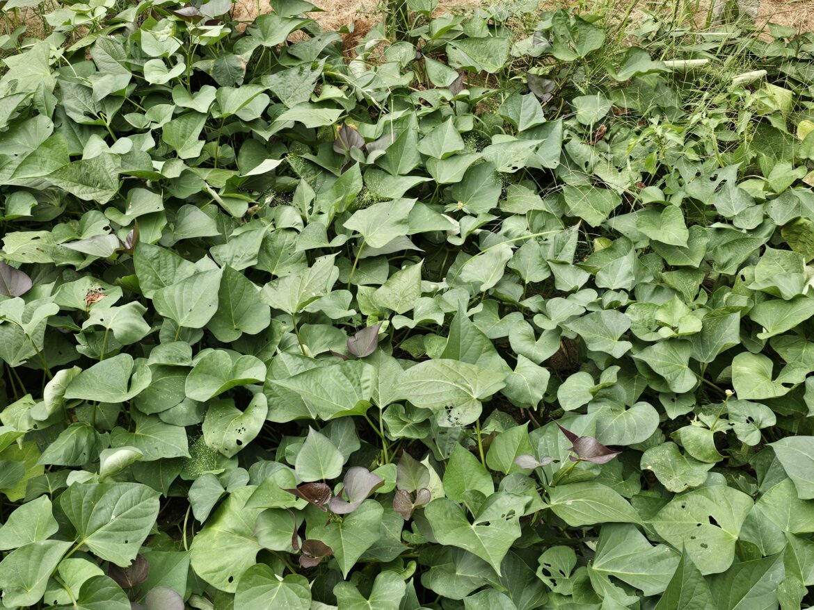 Planting sweet potatoes via slips vs. stem propagation. What's the ...
