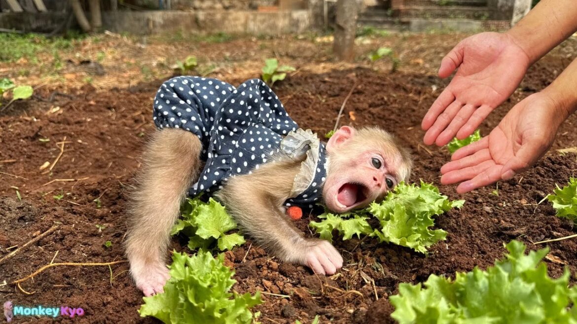 Monkey Kyo – A magical morning full of surprises from the vegetable ...