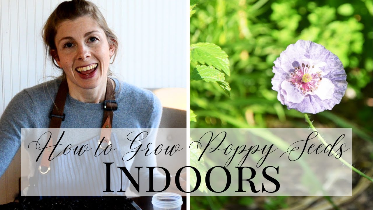 Planting Indoor Poppies | Cottage Garden Ideas | Best Poppy Varieties ...