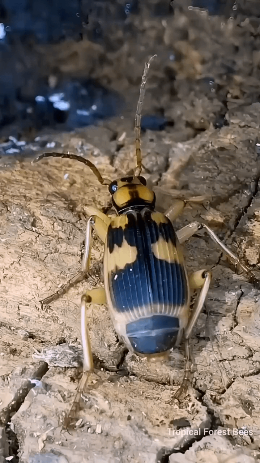 🔥 Bombardier Beetles spray boiling acid (212 degrees f) as a defence ...