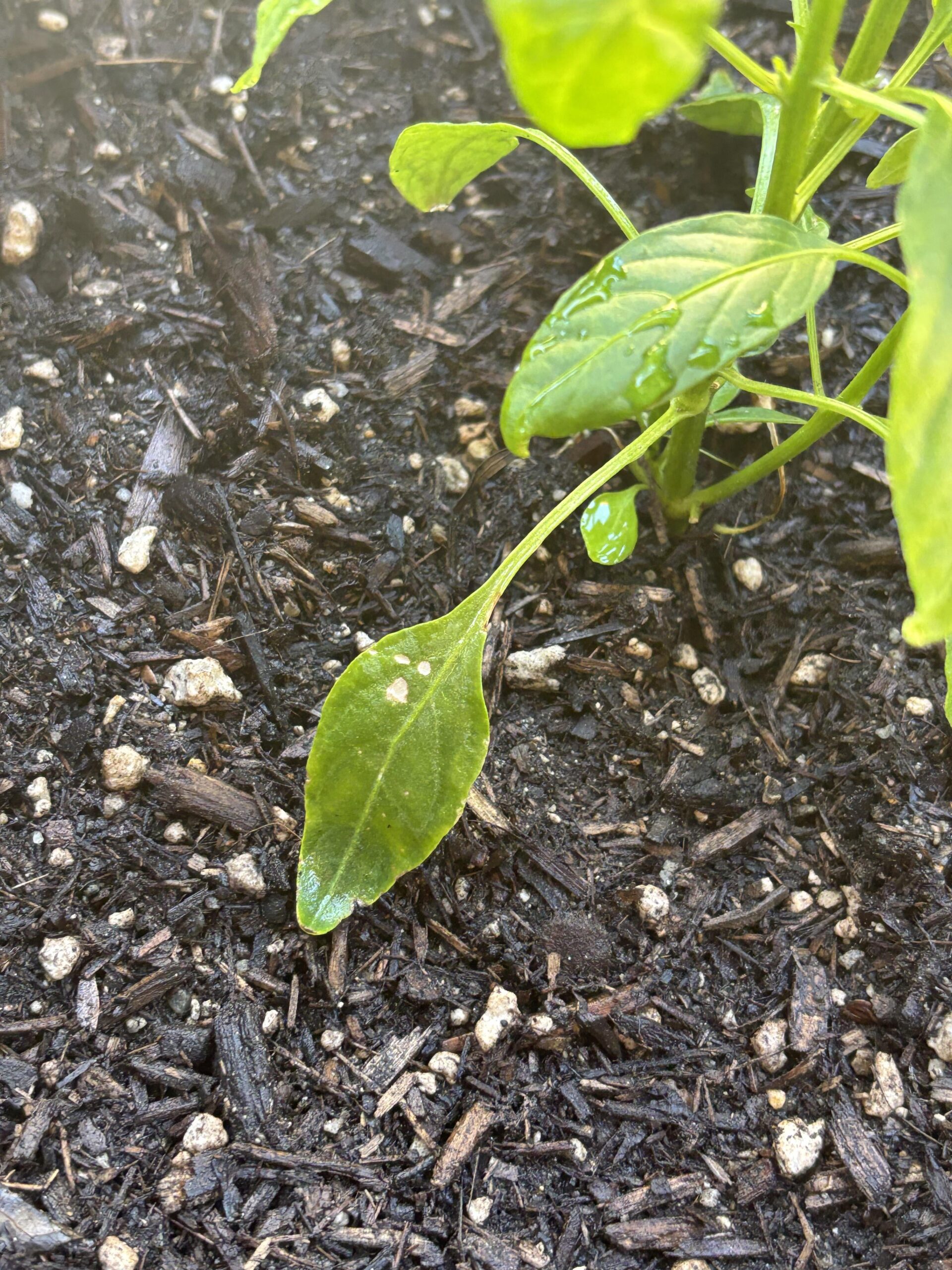 White spots on shishito pepper leaves - Dining and Cooking