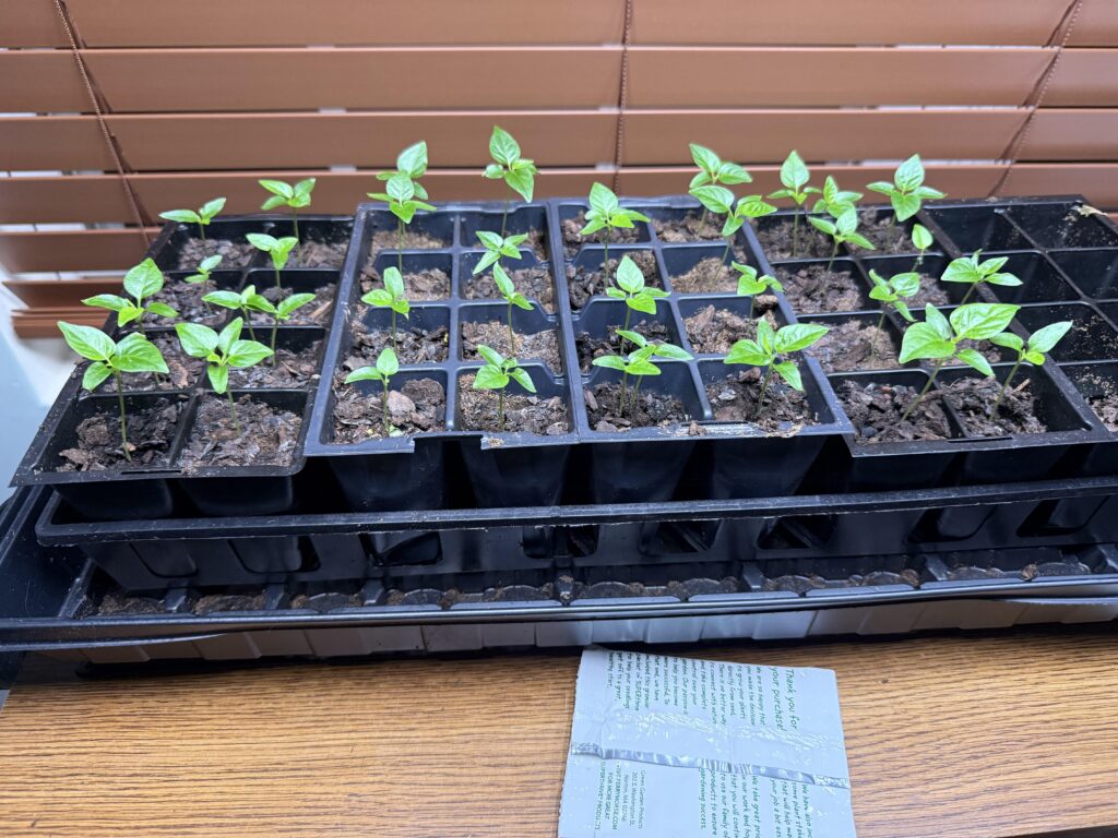 Planting Tips - Dining and Cooking