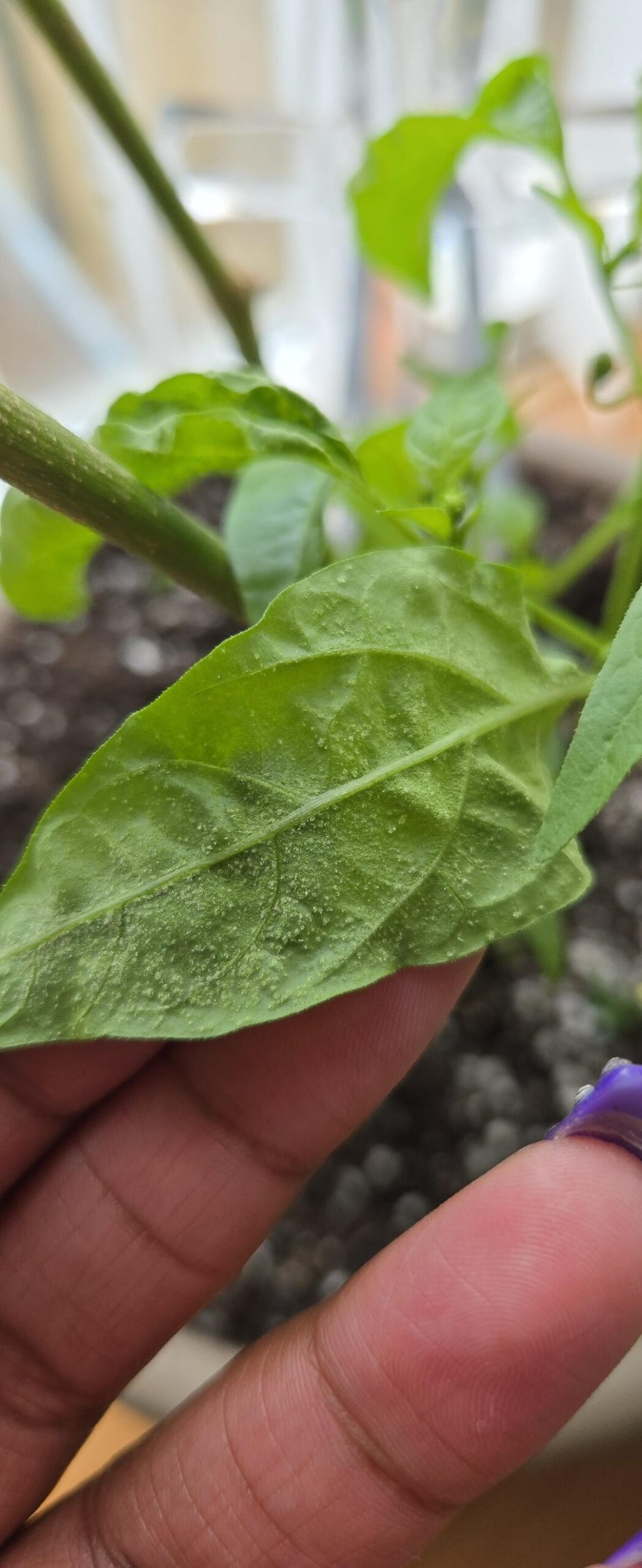 What are these bumps on the under side of the leaf - Dining and Cooking
