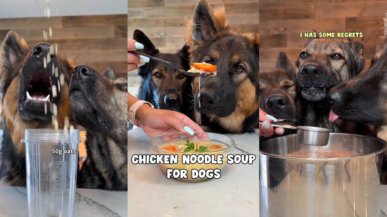 Homemade Chicken Noodle Soup for Dogs - Dining and Cooking