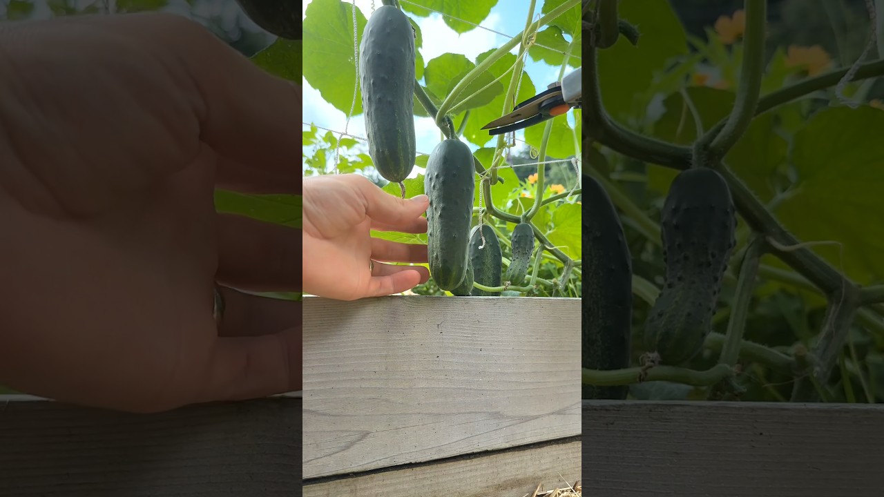 The EASIEST Way to Grow Cucumbers - Dining and Cooking