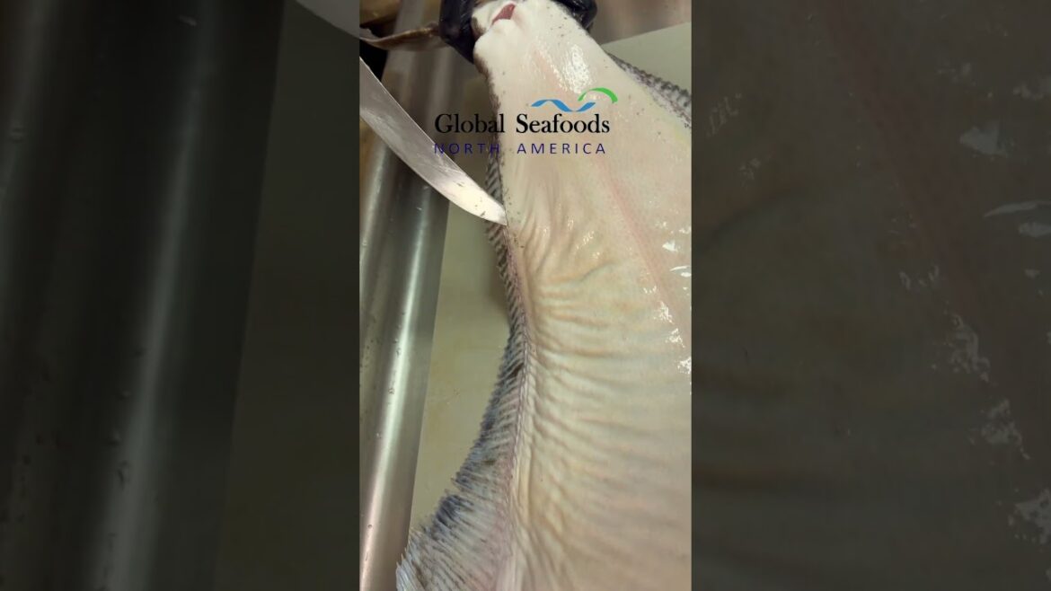 Skinning & Trimming Pacific Halibut Fillets | Baked Halibut with ...