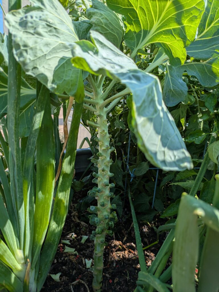 I've been enjoying the leaves of these "collard greens" for months ...