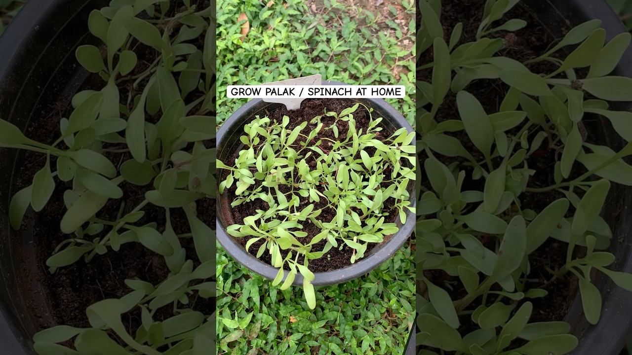 How to grow spinach / Palak at home | organic vegetable garden | easy ...