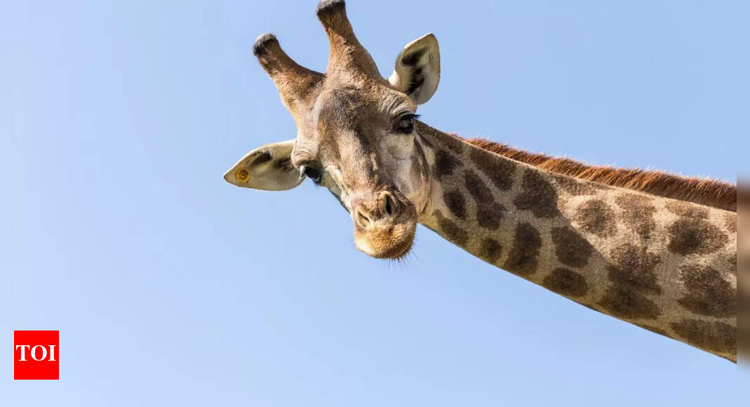 2,000 year-old Pompeii dig reveals giraffe bone and rare glassified ...