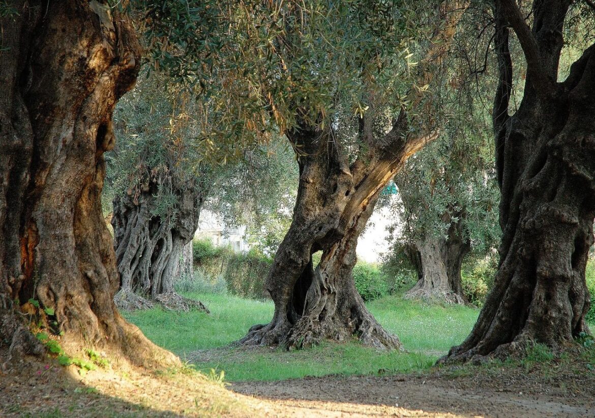 A 1,700-year-old Roman olive tree still used to make oil - Dining and ...