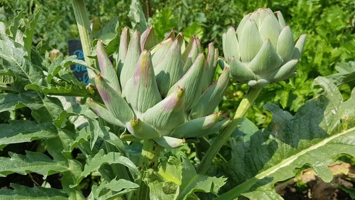 Quelques légumes pérennes... #potager - Dining and Cooking