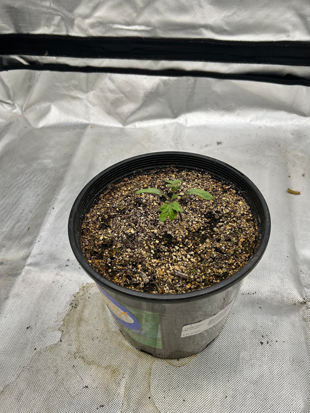 Pink Brandywine winter indoor grow experiment(southern New England ...