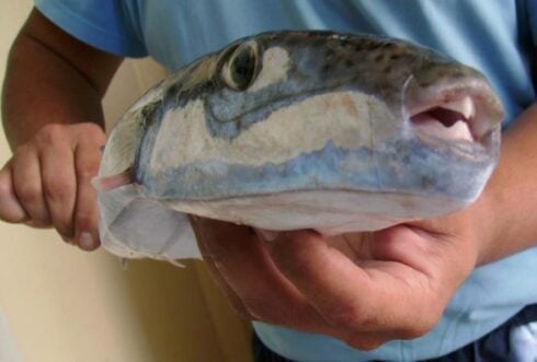 Toxic fish capable of biting off human fingers is spotted in the ...