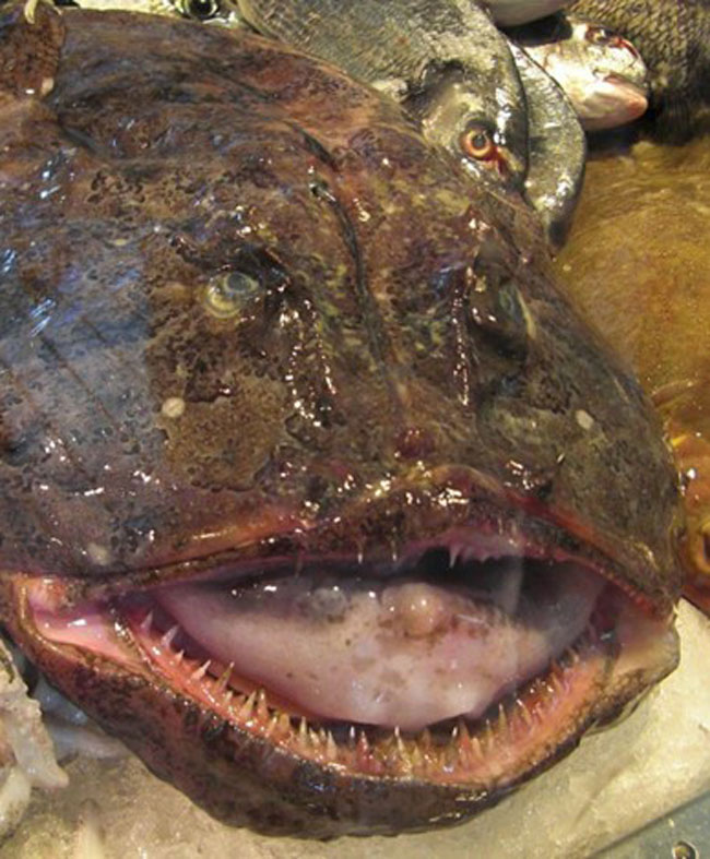 10 Fish You Must Try When in France - Dining and Cooking