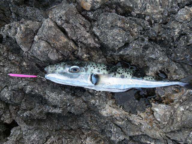 Toxic fish capable of biting off human fingers is spotted in the ...