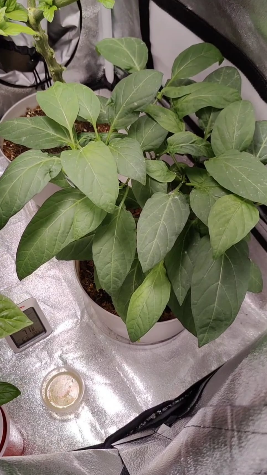 Anyone else grow lemon spice jalapeno? - Dining and Cooking