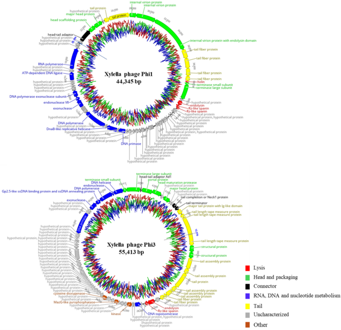 Identification And Characterization Of Phi1 And Phi3 Bacteriophages