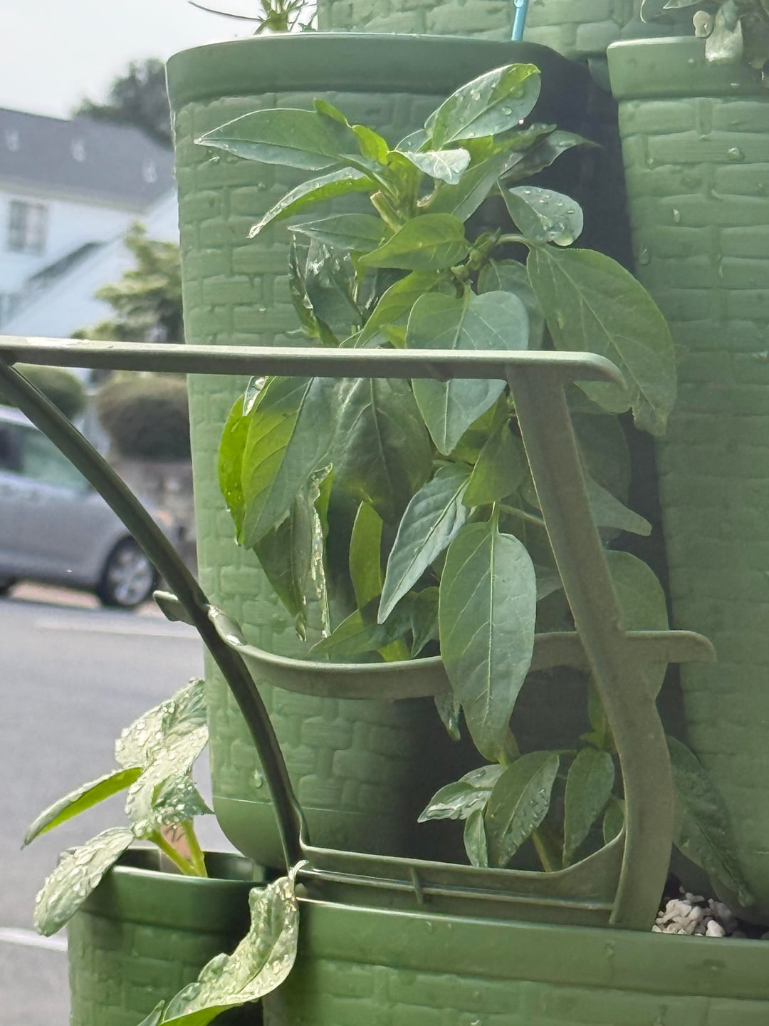 Pepper plants are much more resilient than most people think. - Dining ...
