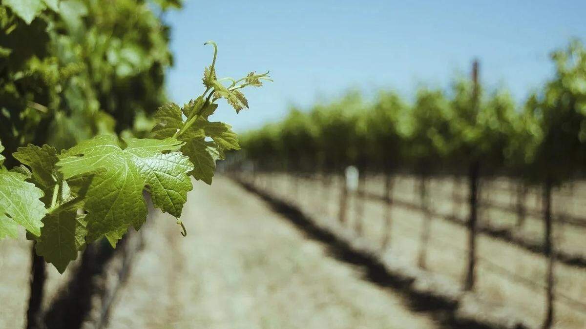 Paso Robles winery Le Vigne named U.S. Winery of the Year - Dining and ...