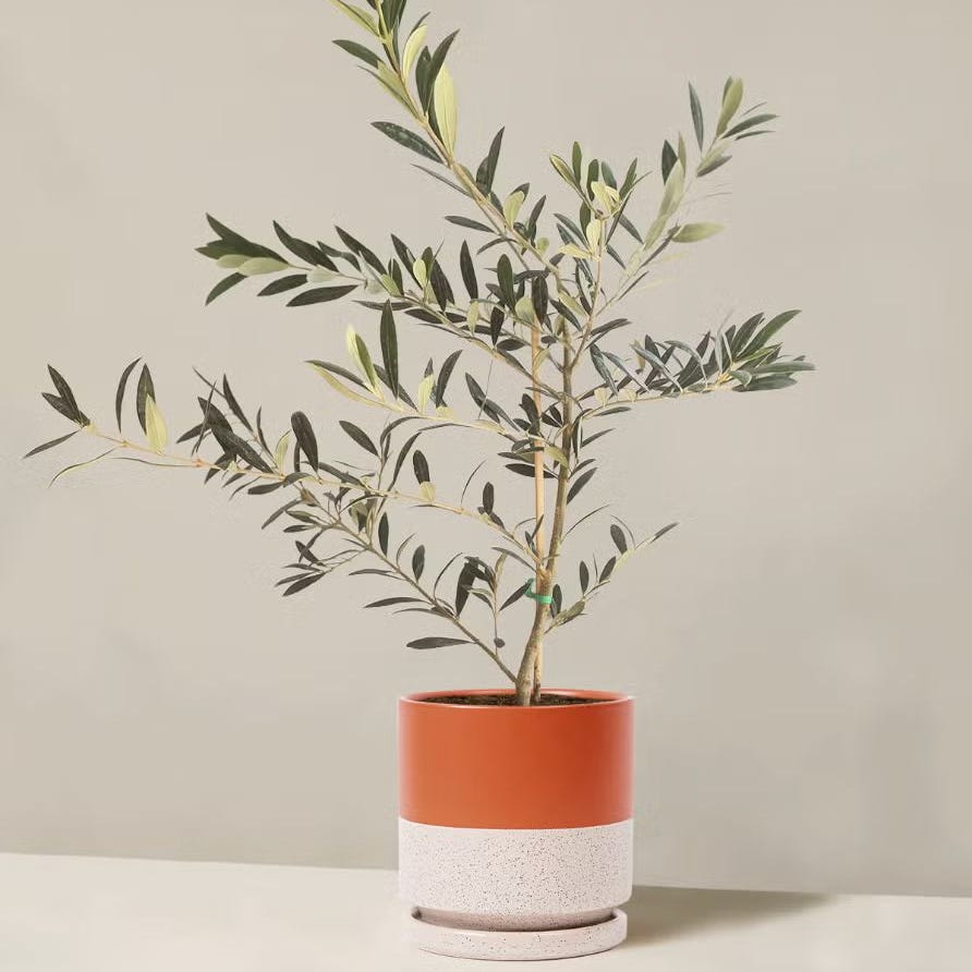 Costco's Olive Tree Brings Mediterranean Style Into Your Home - Dining ...