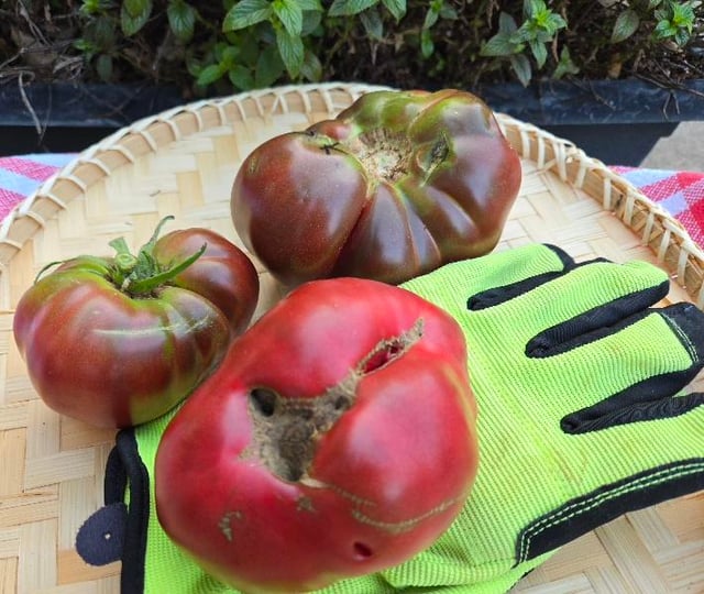 The Black Krim are getting ripe. Break out the Duke’s Mayo and Maldon ...